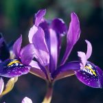 Iris guide – British Iris Society