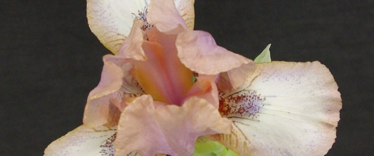 British Iris Society | Promote, improve and extend the cultivation of ...