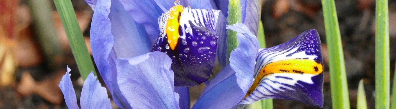 British Iris Society – Promote, improve and extend the cultivation of ...