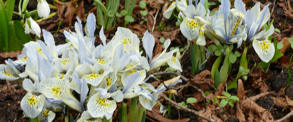 British Iris Society | Promote, improve and extend the cultivation of ...