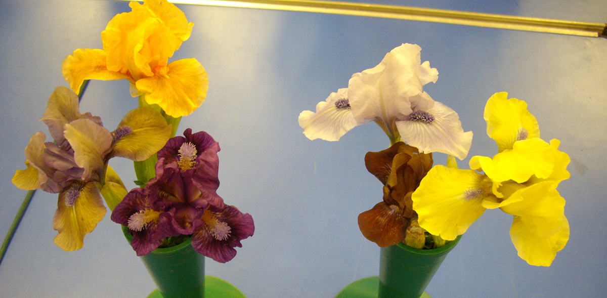 British Iris Society | Promote, improve and extend the cultivation of ...