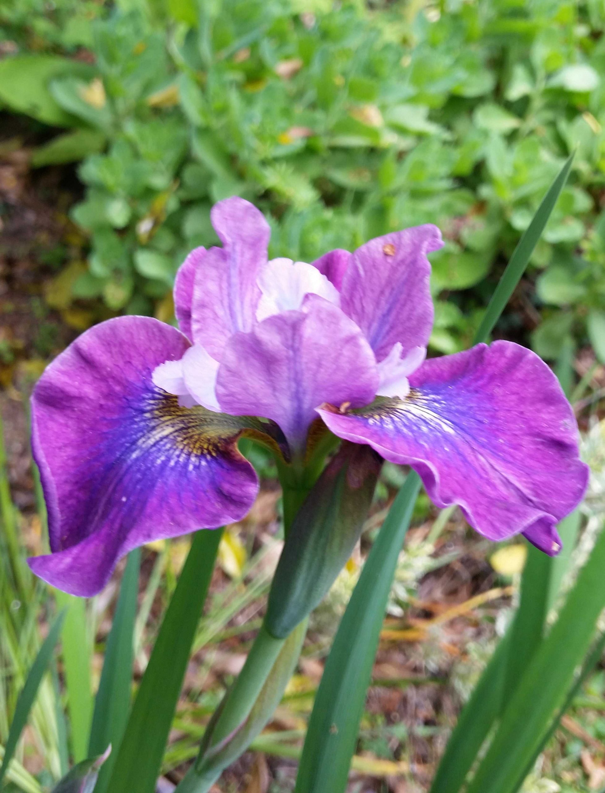 2020 Virtual Show Beardless – British Iris Society