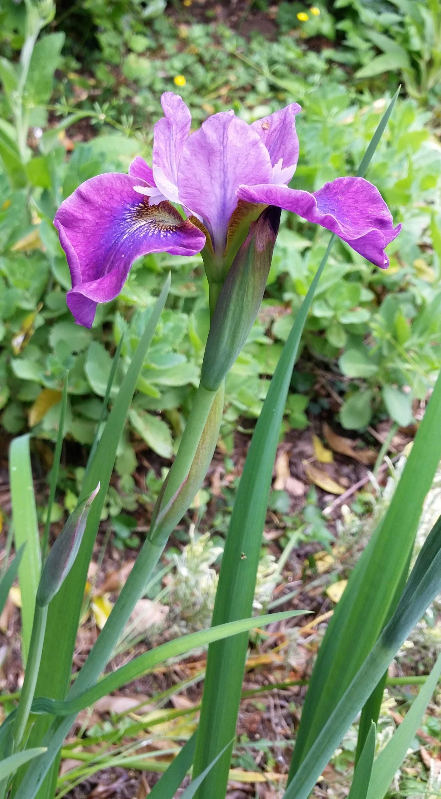 2020 Virtual Show Beardless – British Iris Society