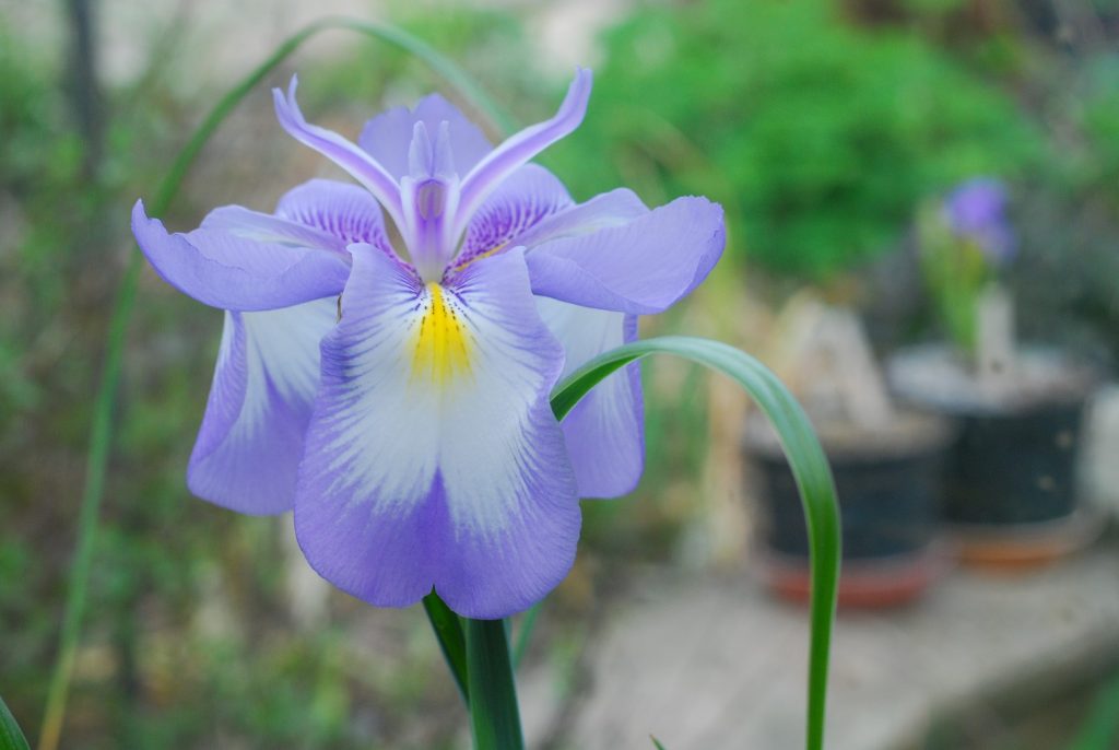 2020 virtual show species – British Iris Society