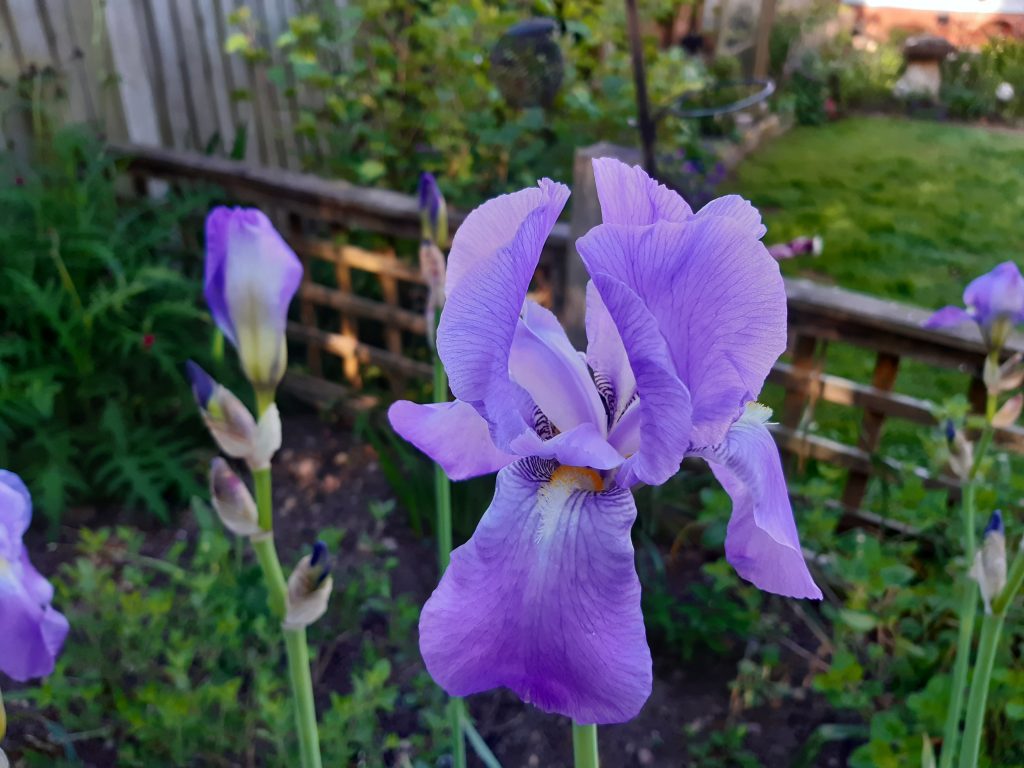 2020 virtual show species – British Iris Society