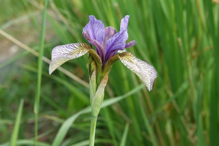 2020 Virtual Show Beardless – British Iris Society