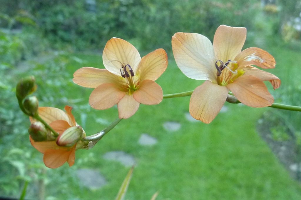 2020 virtual show species – British Iris Society