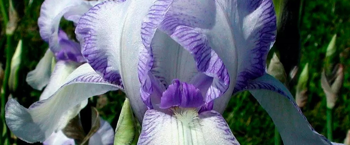 Ferdinand Cayeux Irises – British Iris Society
