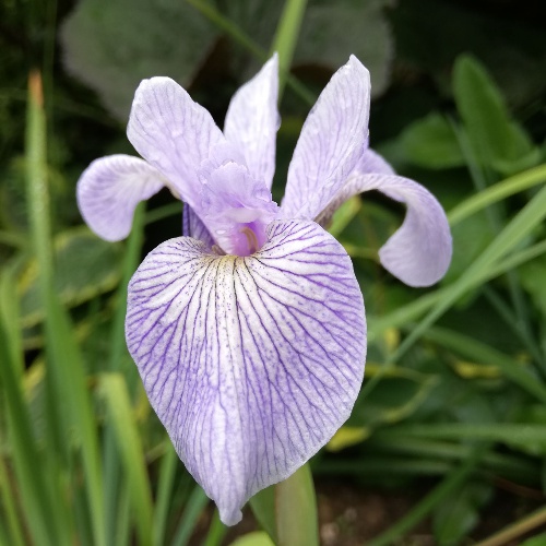 2020 Winter Virtual Show Class 2 – British Iris Society
