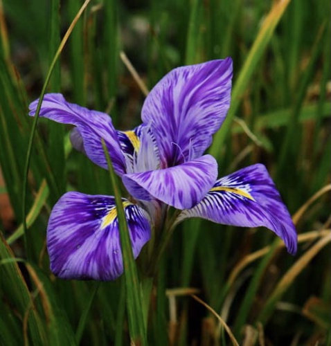 2020 Winter Virtual Show Class 2 – British Iris Society