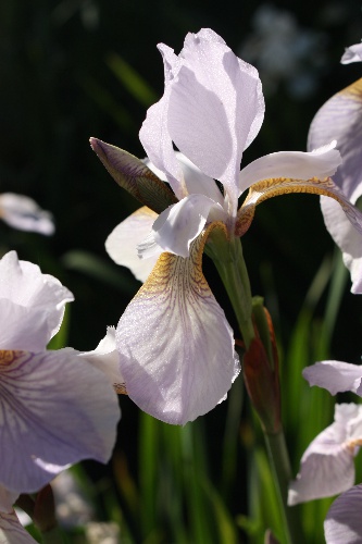 2020 Winter Virtual Show class 3 – British Iris Society