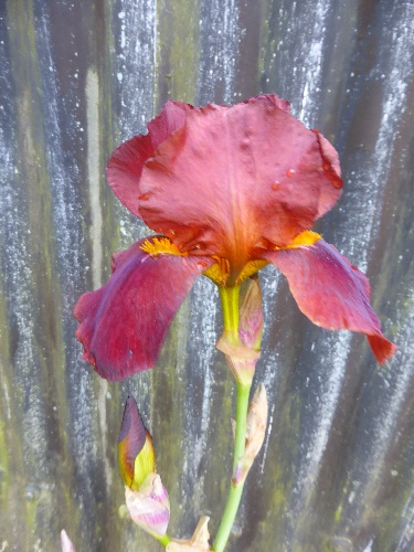 2020 Winter Virtual Show class 3 – British Iris Society