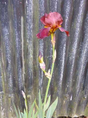 2020 Winter Virtual Show class 3 – British Iris Society