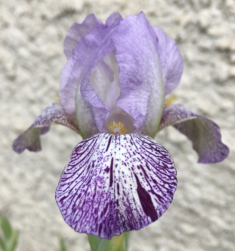 2021 Virtual Summer Show class 1 – British Iris Society