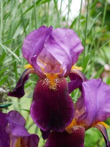 2021 Virtual Summer Show class 2 – British Iris Society
