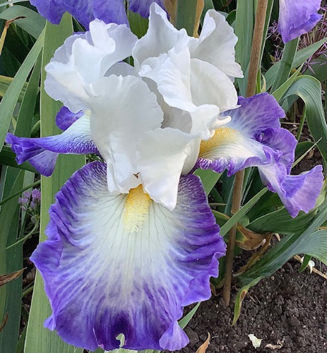 2021 Virtual Summer Show class 2 – British Iris Society