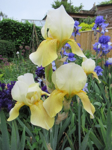 2021 Virtual Summer Show class 5 – British Iris Society