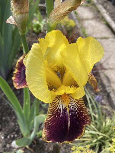 2021 Virtual Summer Show class 5 – British Iris Society