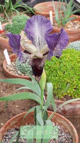 2021 Virtual Summer Show class 6 – British Iris Society