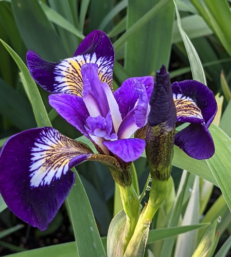 2021 Virtual Summer Show class 6 – British Iris Society
