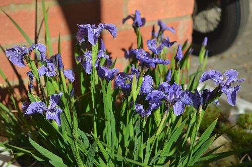 2021 Virtual Summer Show class 6 – British Iris Society