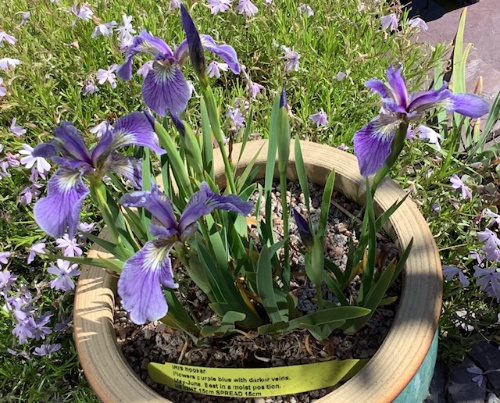 2021 Virtual Summer Show class 6 – British Iris Society