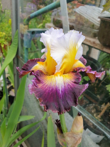 2021 Virtual Summer Show display – British Iris Society