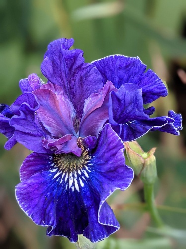 2021 WInter Virtual Show class 2 – British Iris Society