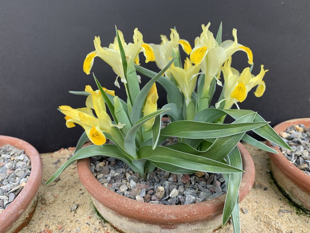 Species Group – British Iris Society