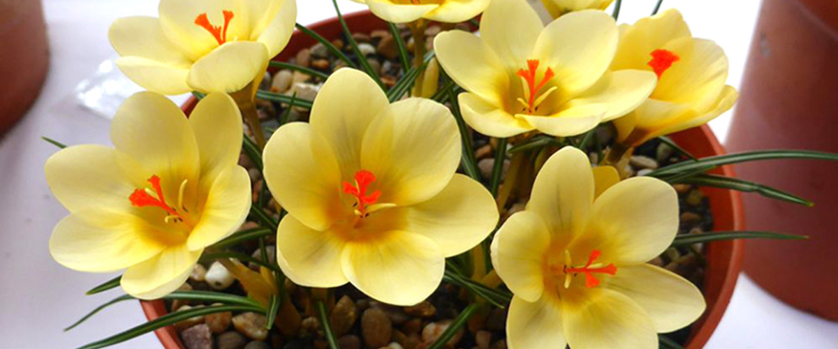 British Iris Society – Promote, improve and extend the cultivation of ...