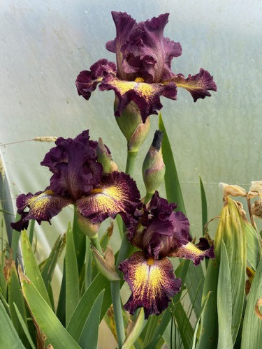 2023 Virtual Show – class 1 – British Iris Society