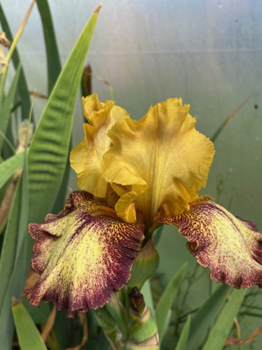 2023 Virtual Show – class 1 – British Iris Society