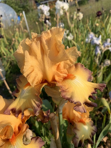 2023 Virtual Show – class 1 – British Iris Society