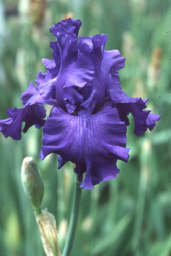 2023 Virtual Show – class 1 – British Iris Society