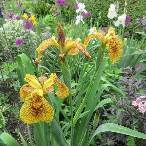 2023 Virtual Show – class 2 – British Iris Society