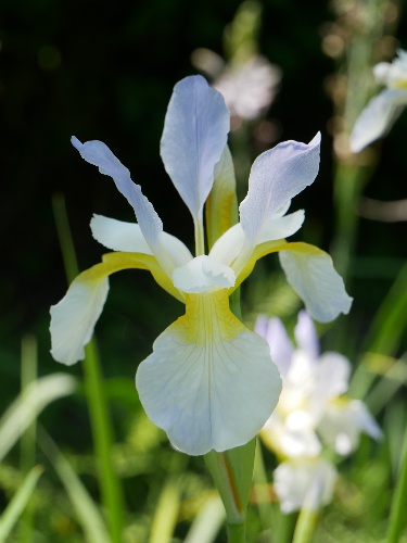 2023 Virtual Show – class 2 – British Iris Society