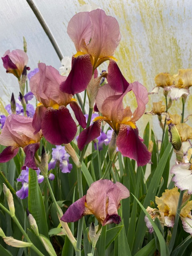 2023 Virtual Show – class 3 – British Iris Society
