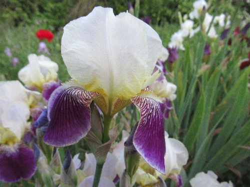 2023 Virtual Show – class 3 – British Iris Society