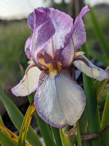 2023 Virtual Show – class 3 – British Iris Society