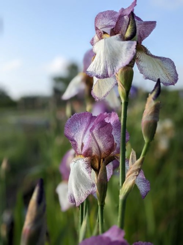 2023 Virtual Show – class 3 – British Iris Society
