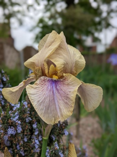 2023 Virtual Show – class 3 – British Iris Society