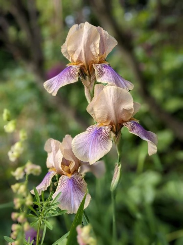 2023 Virtual Show – class 3 – British Iris Society