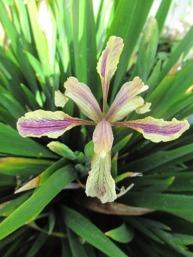 2023 Virtual Show – class 6 – British Iris Society