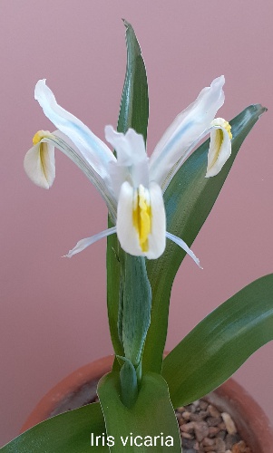 2023 Virtual Show – class 6 – British Iris Society