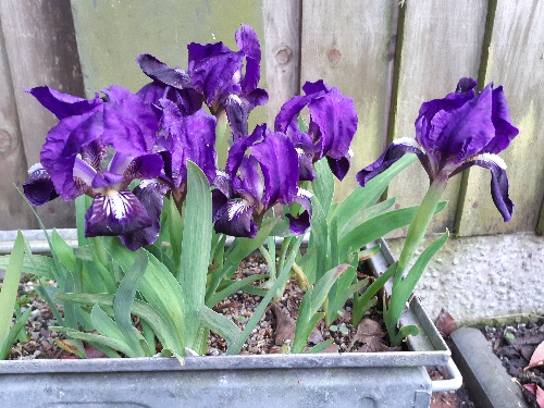 2023 Virtual Show – class 6 – British Iris Society