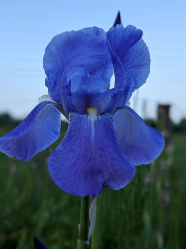 2023 Virtual Show – class 6 – British Iris Society