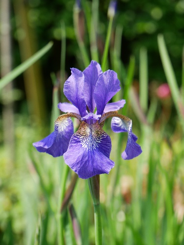 2023 Virtual Show – class 6 – British Iris Society