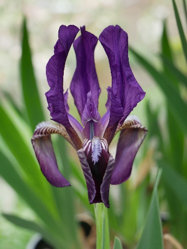 2023 Virtual Show – class 6 – British Iris Society
